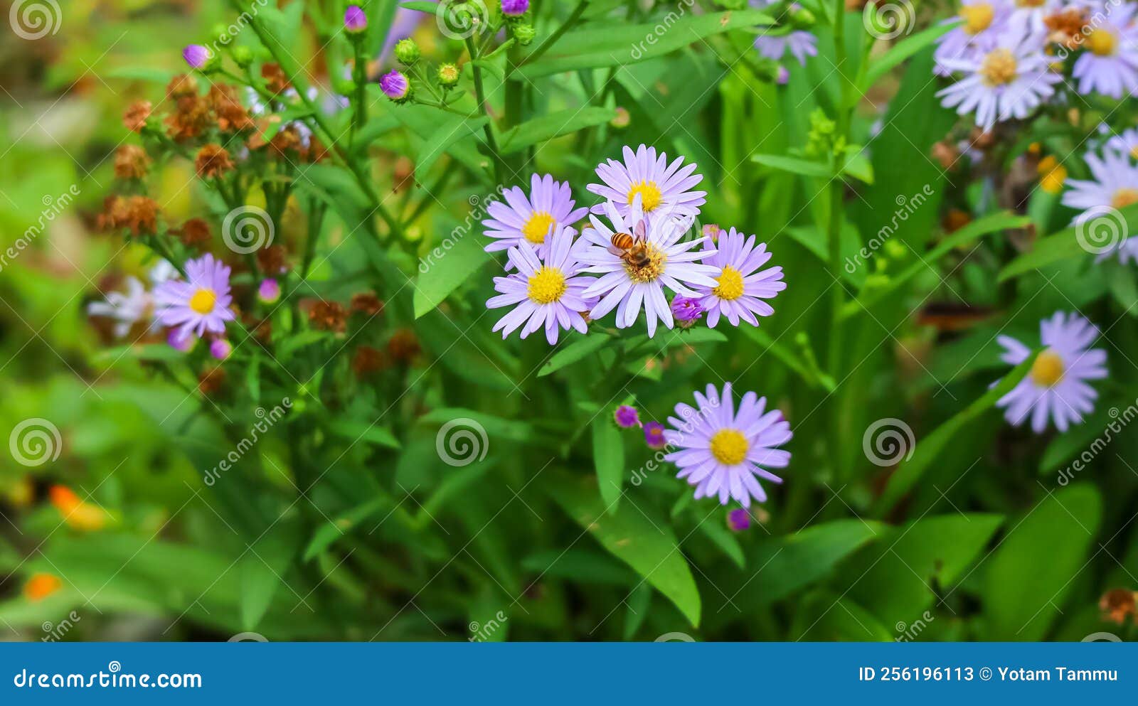 Absorbing Flower Nectar Stock Photos - Free & Royalty-Free Stock Photos ...