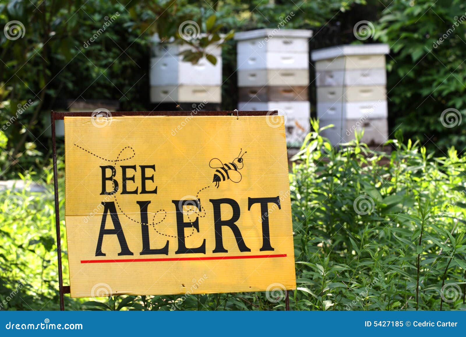 Bee Alert stock image. Image of species, pollen, honey - 5427185