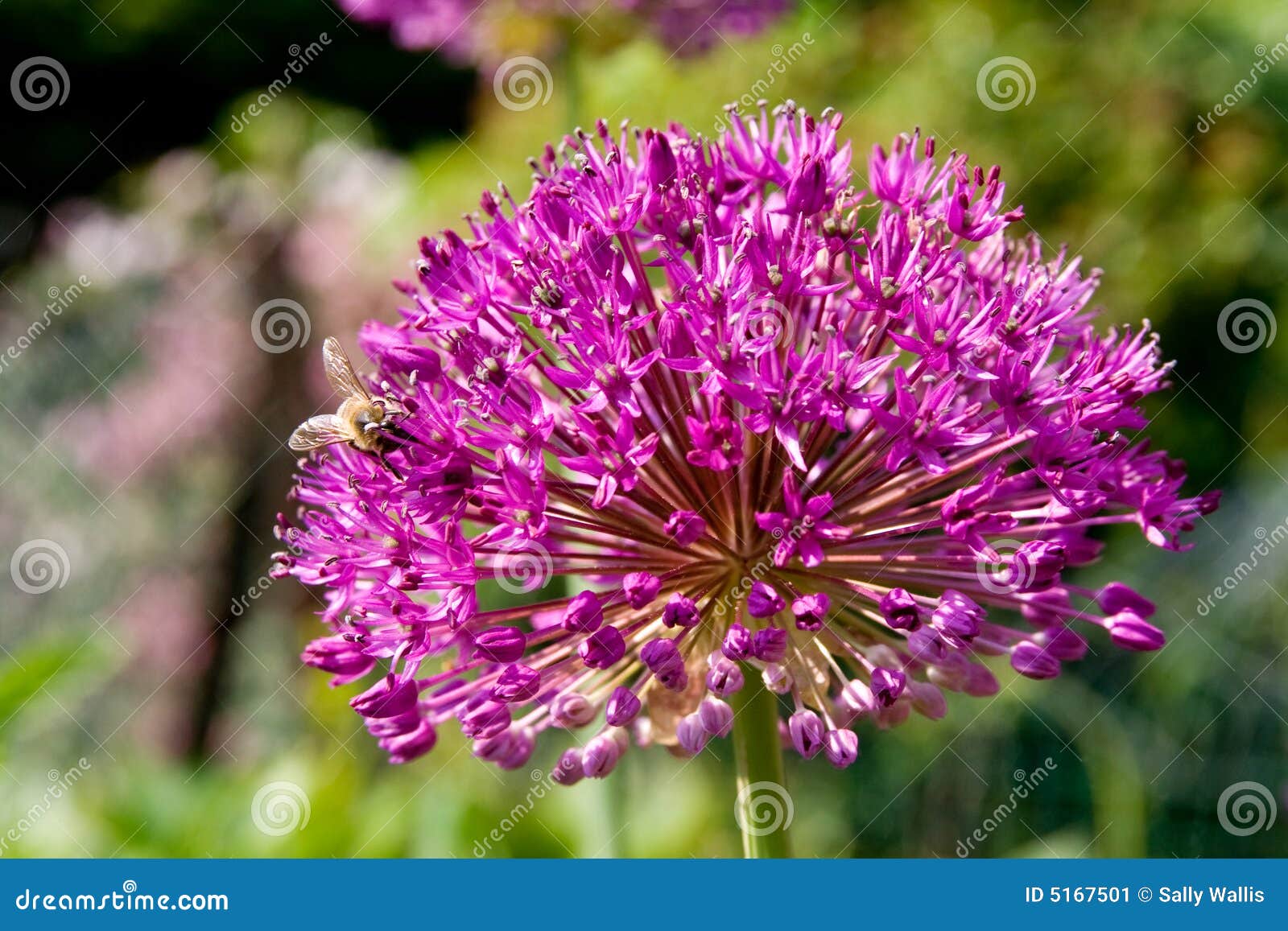 Bee on Alium stock image. Image of round, spring, feelers - 5167501