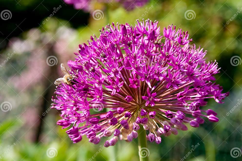 Bee on Alium stock image. Image of round, spring, feelers - 5167501