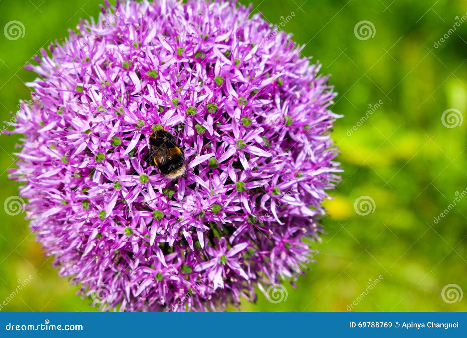A bee on an Allium stock image. Image of plant, garden - 69788769