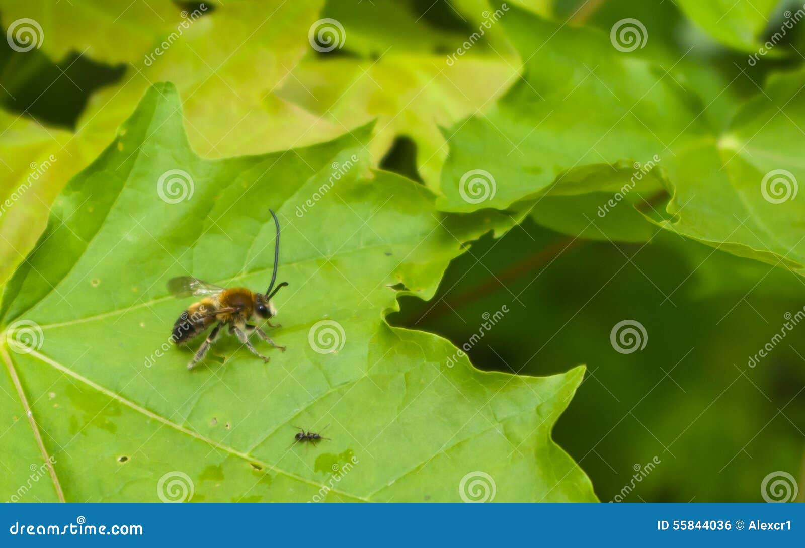 Bee and ant stock photo. Image of wild, maple, leaves - 55844036