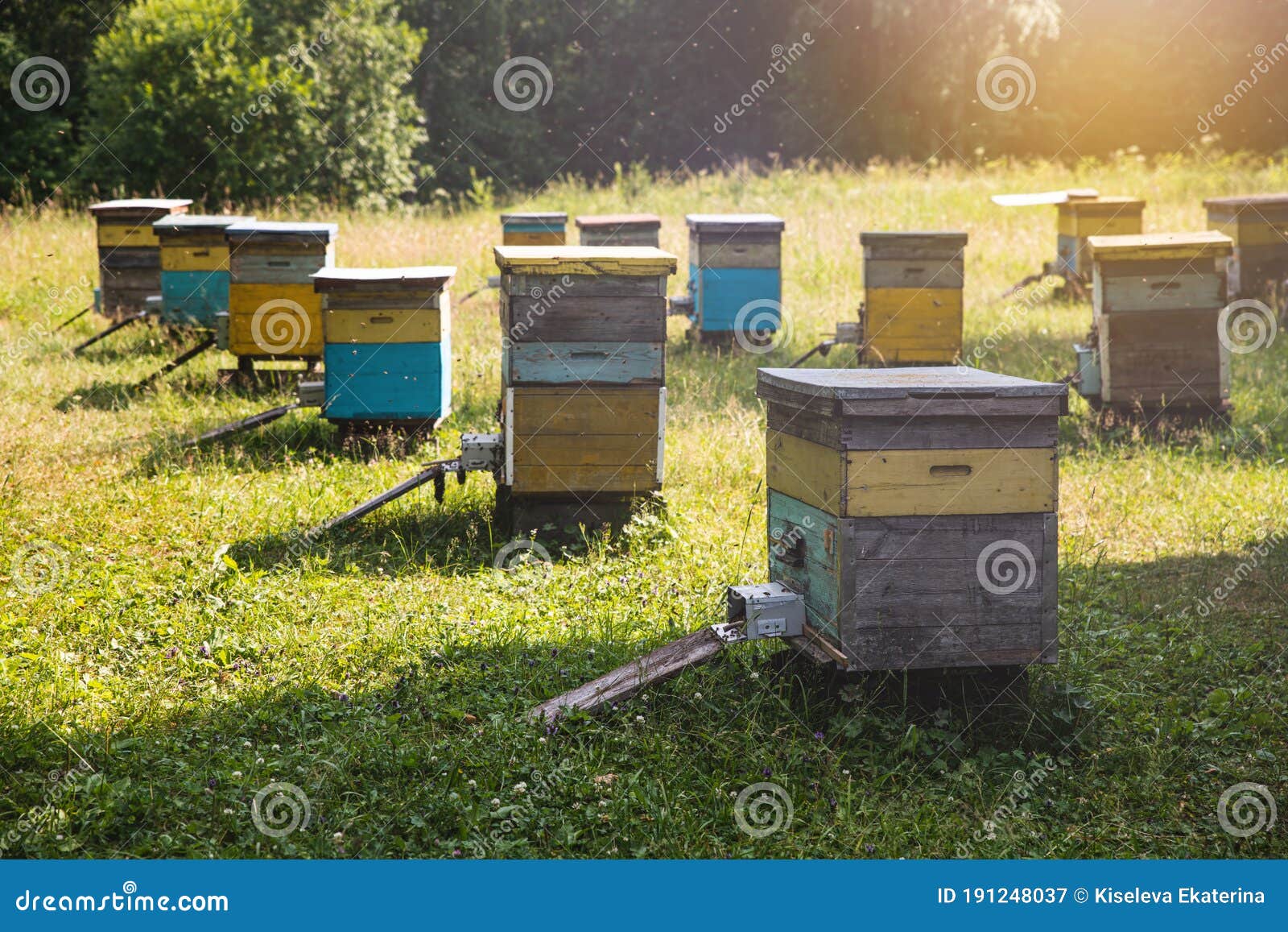 Bee Apiary with Beehives. a Beehive from a Tree Stands in an Apiary ...