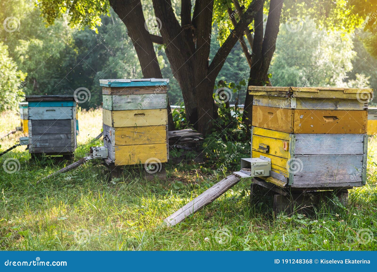 Bee Apiary with Beehives. a Beehive from a Tree Stands in an Apiary ...