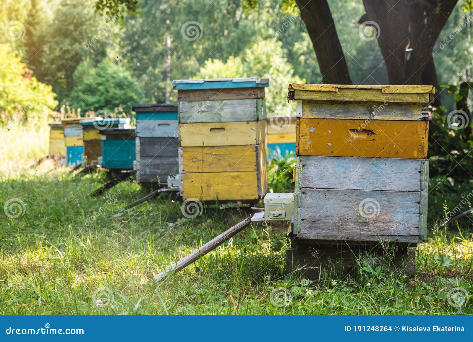 Bee Apiary with Beehives. a Beehive from a Tree Stands in an Apiary ...