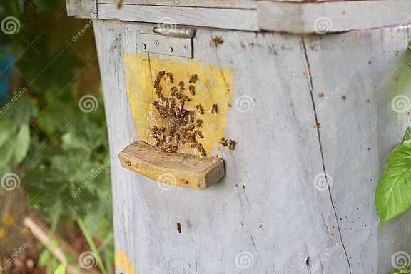 Bee Apiary - Gray Beehive Made of a Tree Stock Photo - Image of gray ...