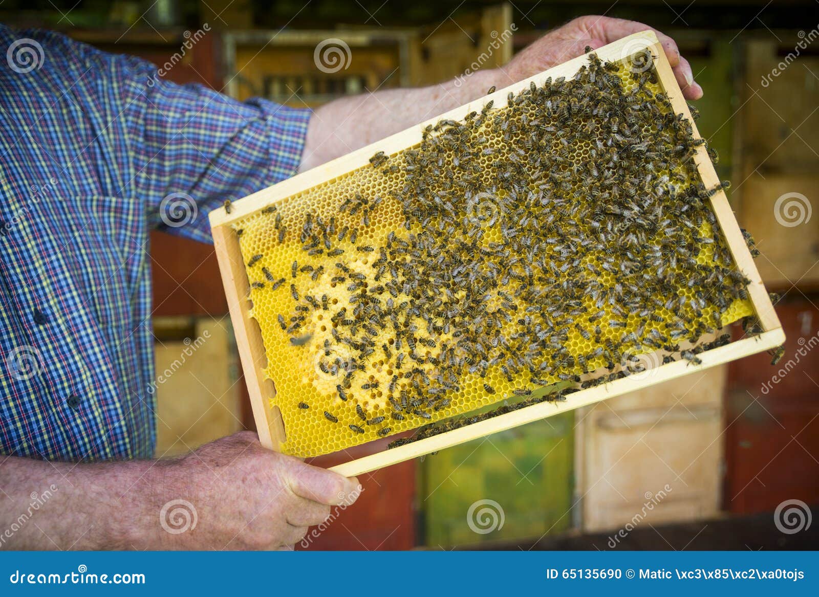 Bee apiary stock photo. Image of apiculture, apiarist - 65135690