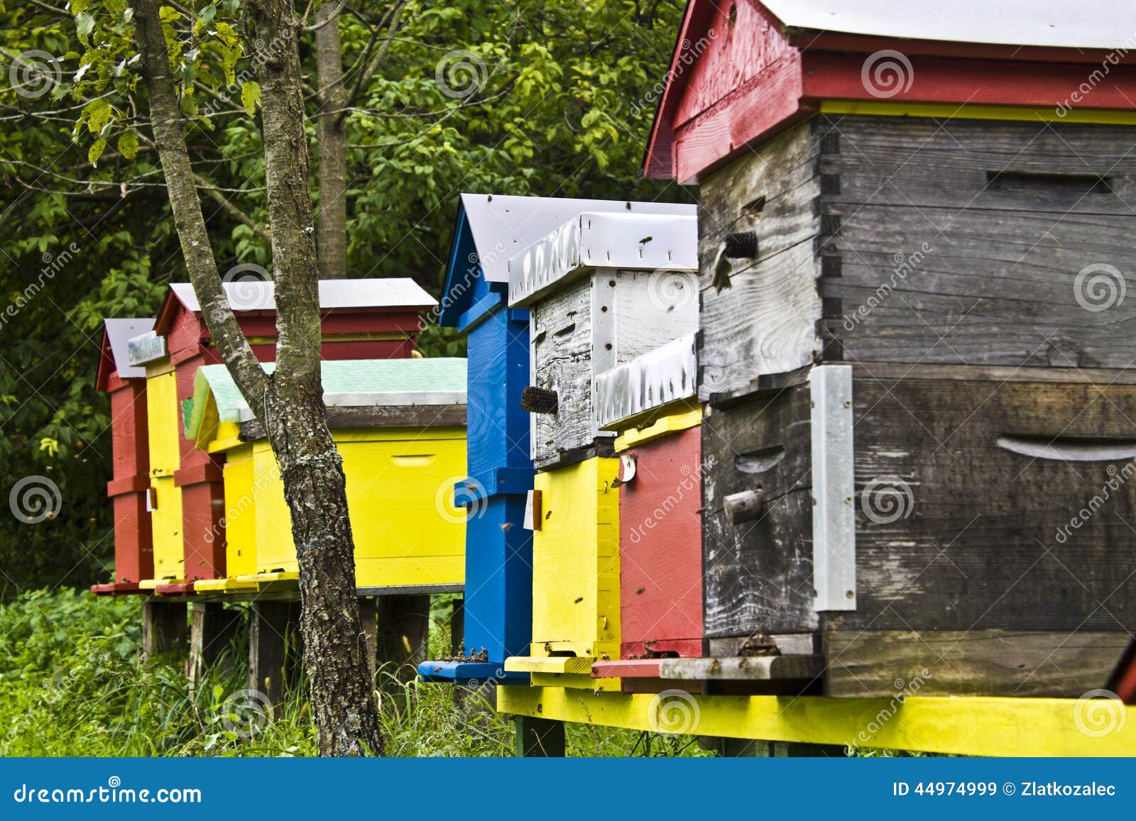 Bee apiary stock image. Image of honeybee, house, green - 44974999