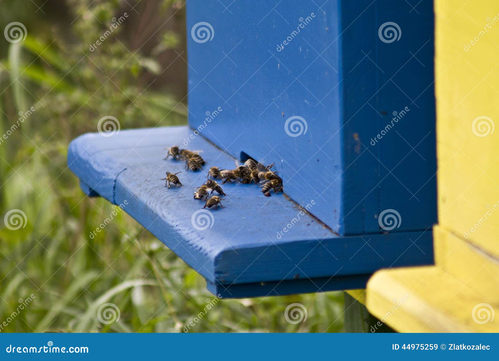 Bee apiary stock image. Image of insect, frame, hobby - 44975259
