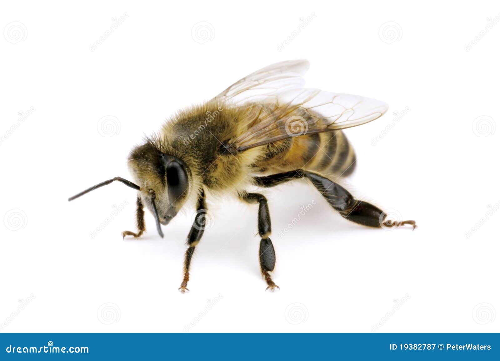 Bee, Apis mellifera stock image. Image of western, buzz - 19382787