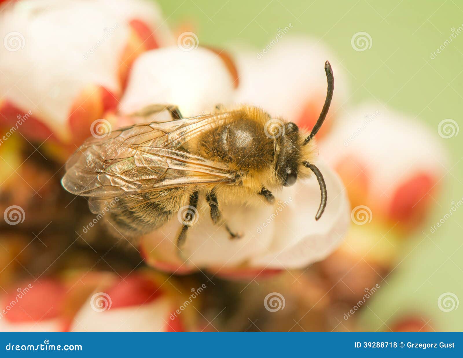 Bee - Apis mellifera stock photo. Image of feeler, animal - 39288718
