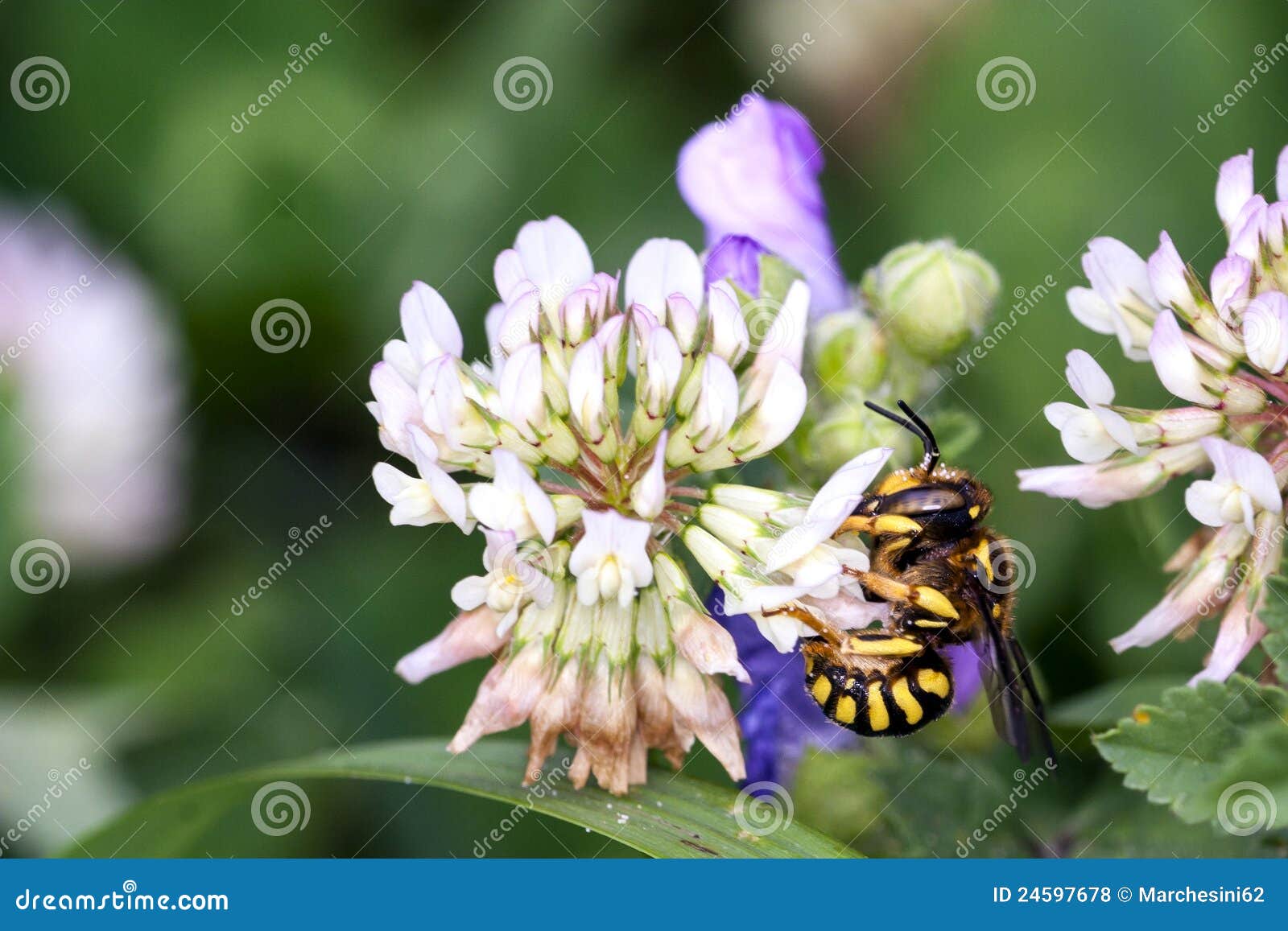 Bee Apis Mellifica stock photo. Image of yellow, grass - 24597678