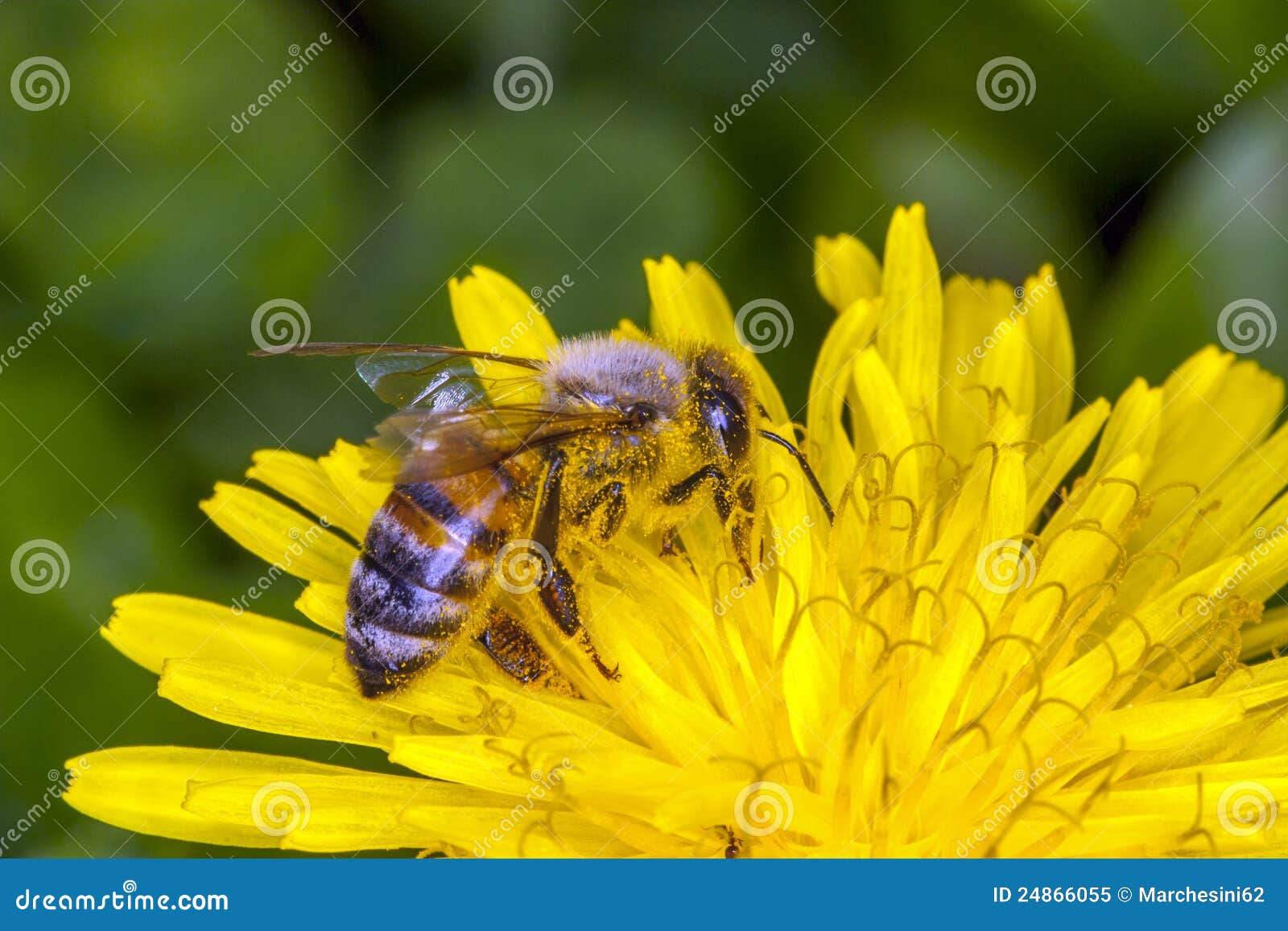 Bee apis mellifica stock image. Image of honey, grass - 24866055