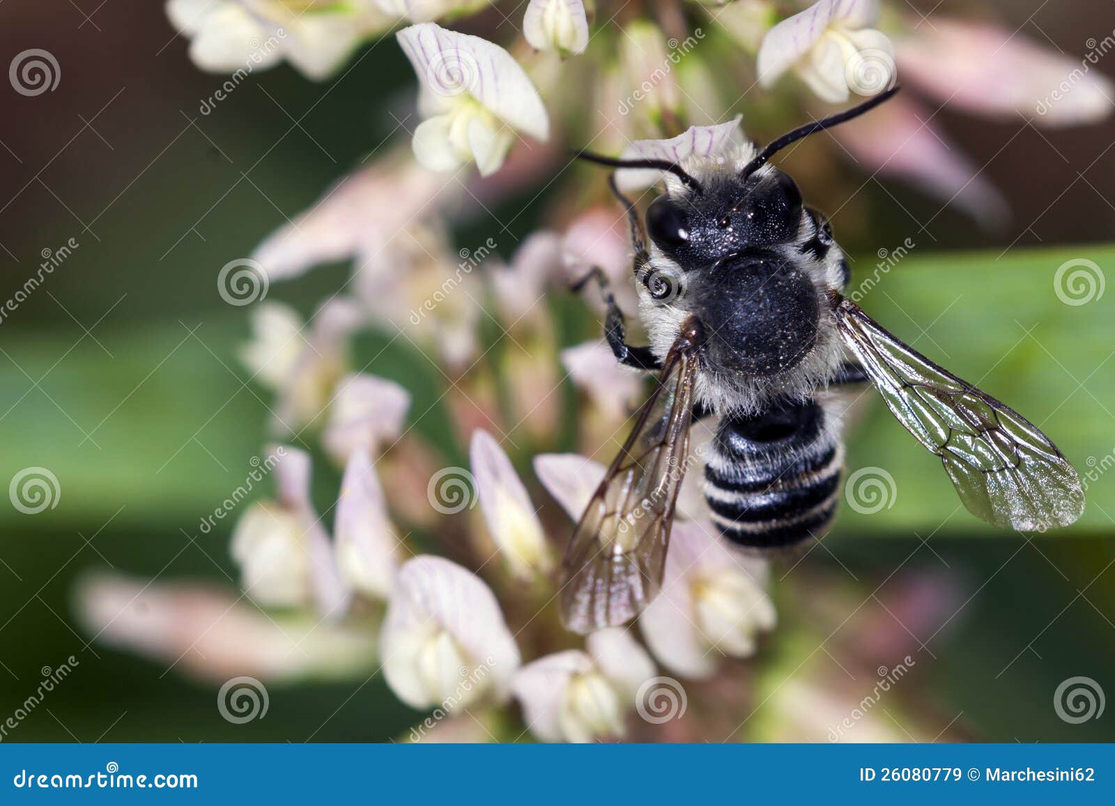 Bee apis mellifica stock image. Image of nature, lawn - 26080779