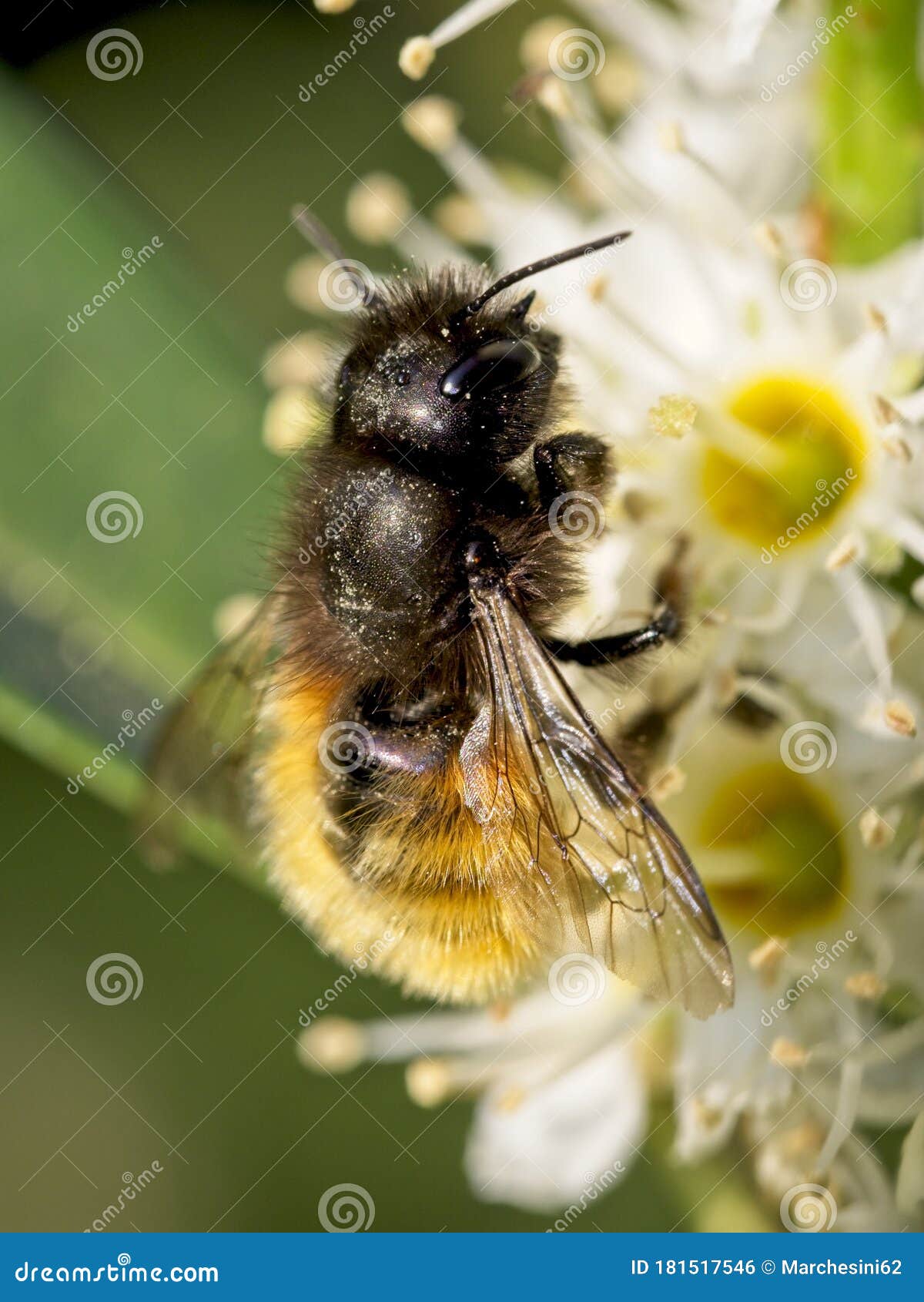Bee apis mellifica stock photo. Image of wildlife, grass - 181517546
