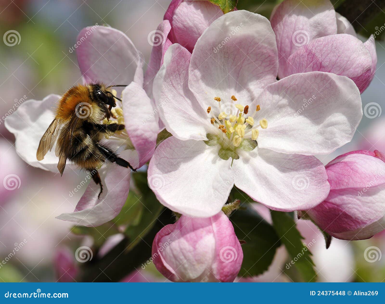 Bee on Apple Blossom stock photo. Image of nectar, bumble - 24375448