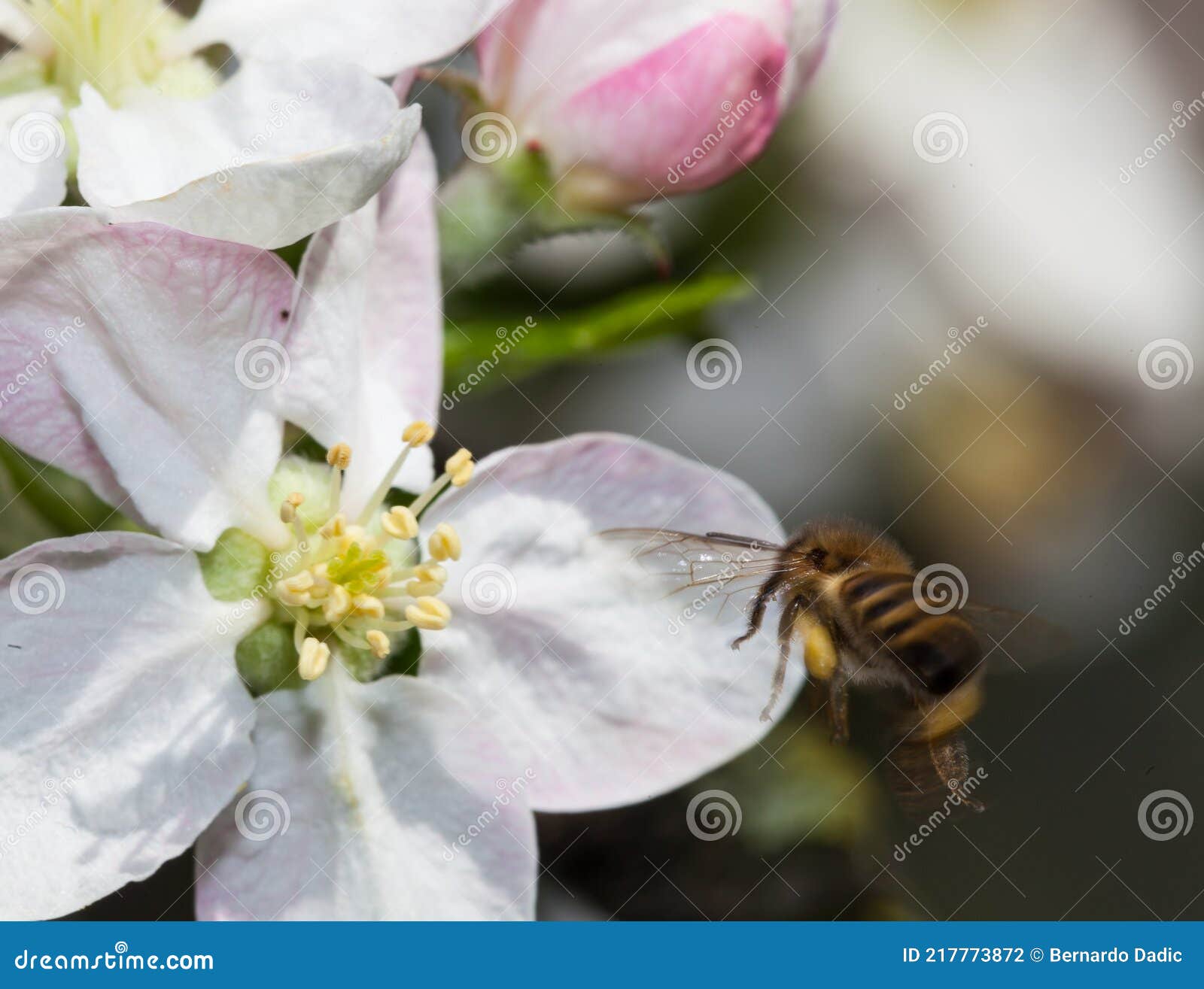 Bee on an apple blossom stock photo. Image of springtime - 217773872