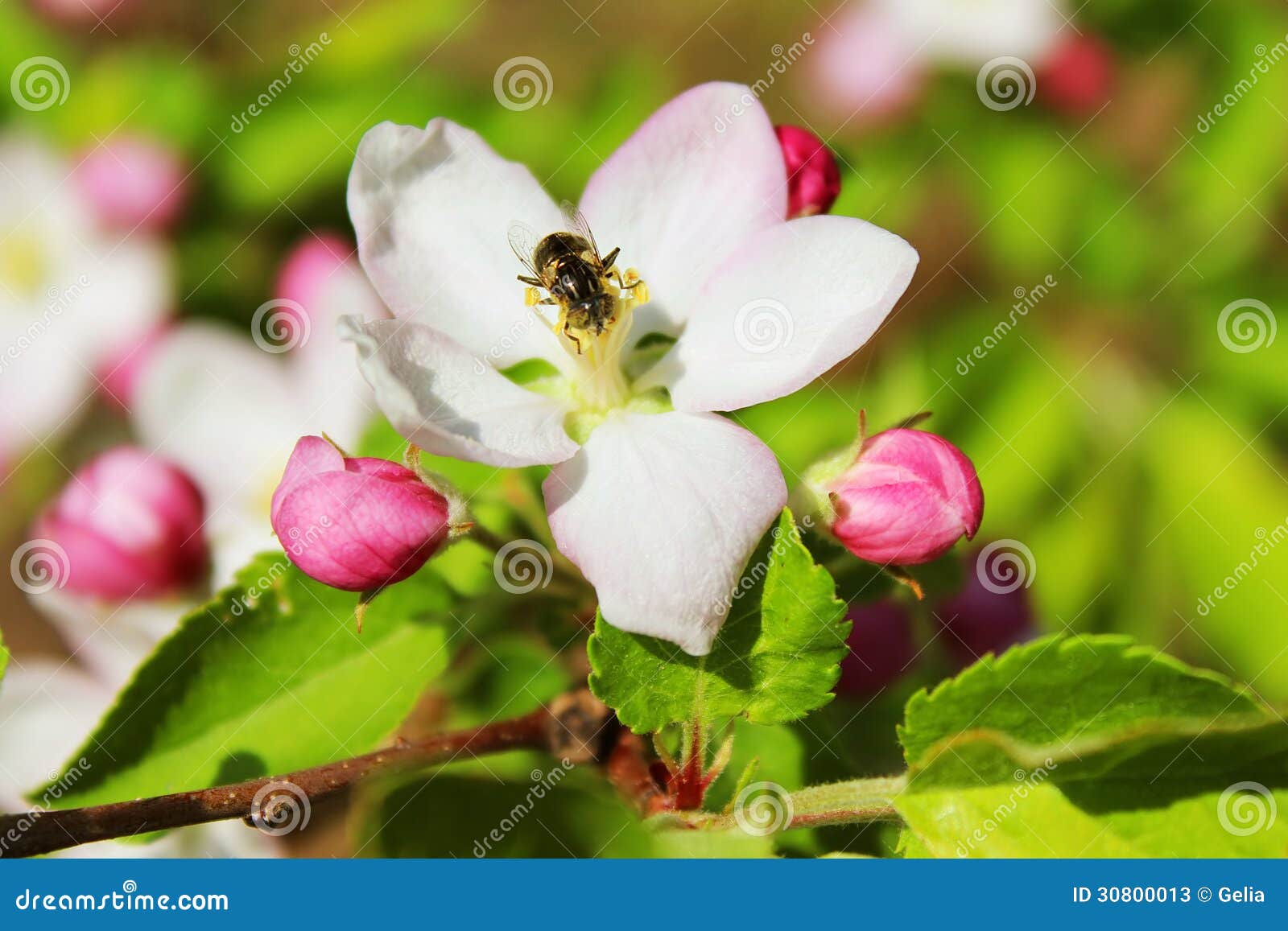 Bee on apple blossom stock image. Image of agriculture - 30800013