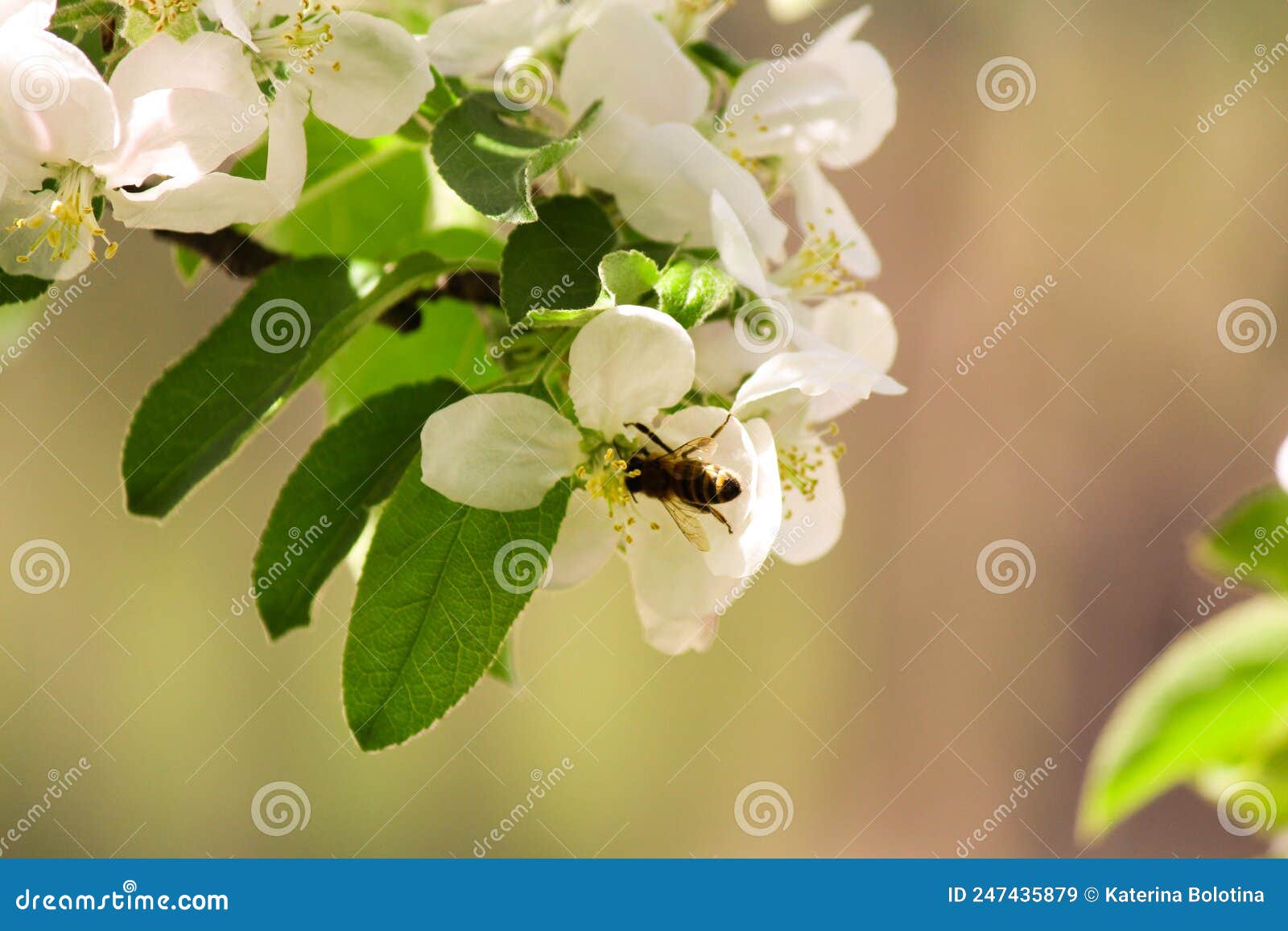 Bee on the apple tree stock image. Image of insect, wildflower - 247435879