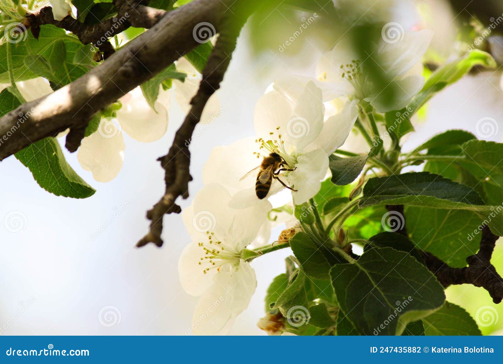 Bee on the apple tree stock photo. Image of flower, animal - 247435882