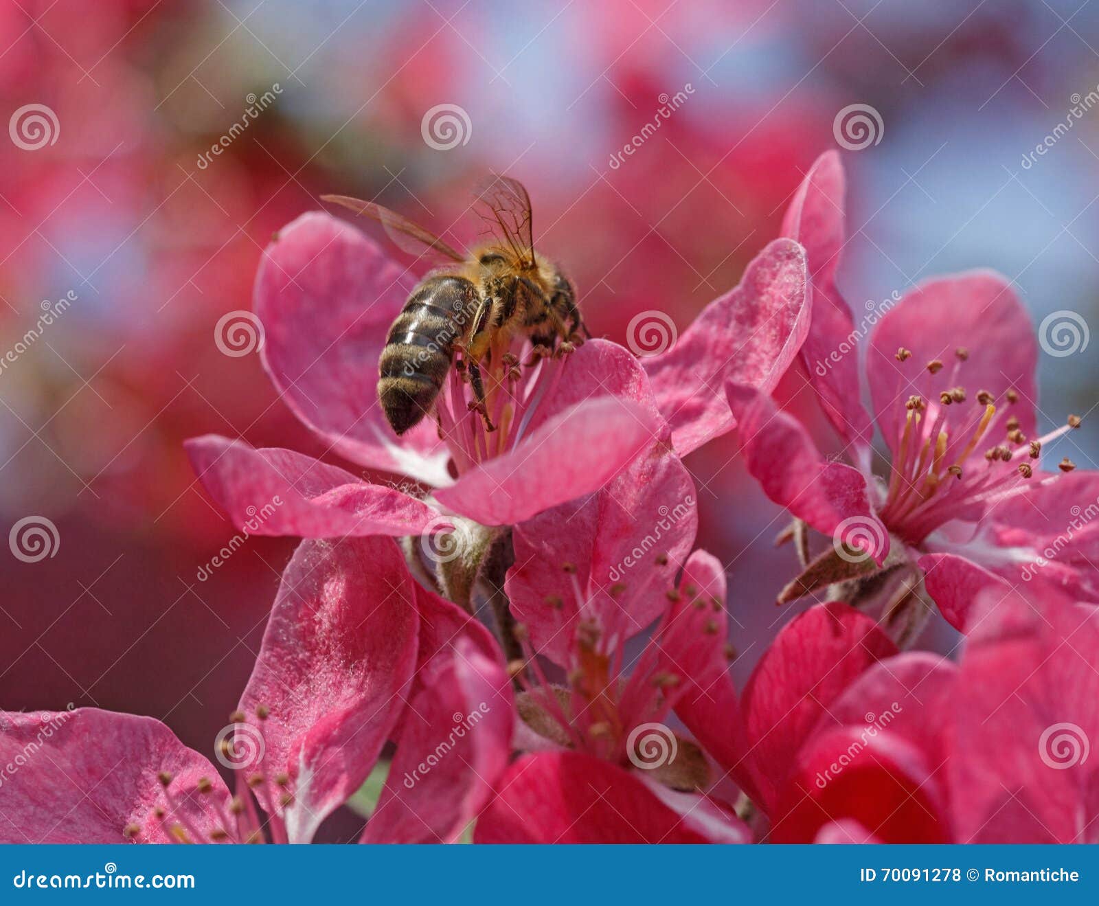 Bee on apple tree blossom stock photo. Image of insect - 70091278