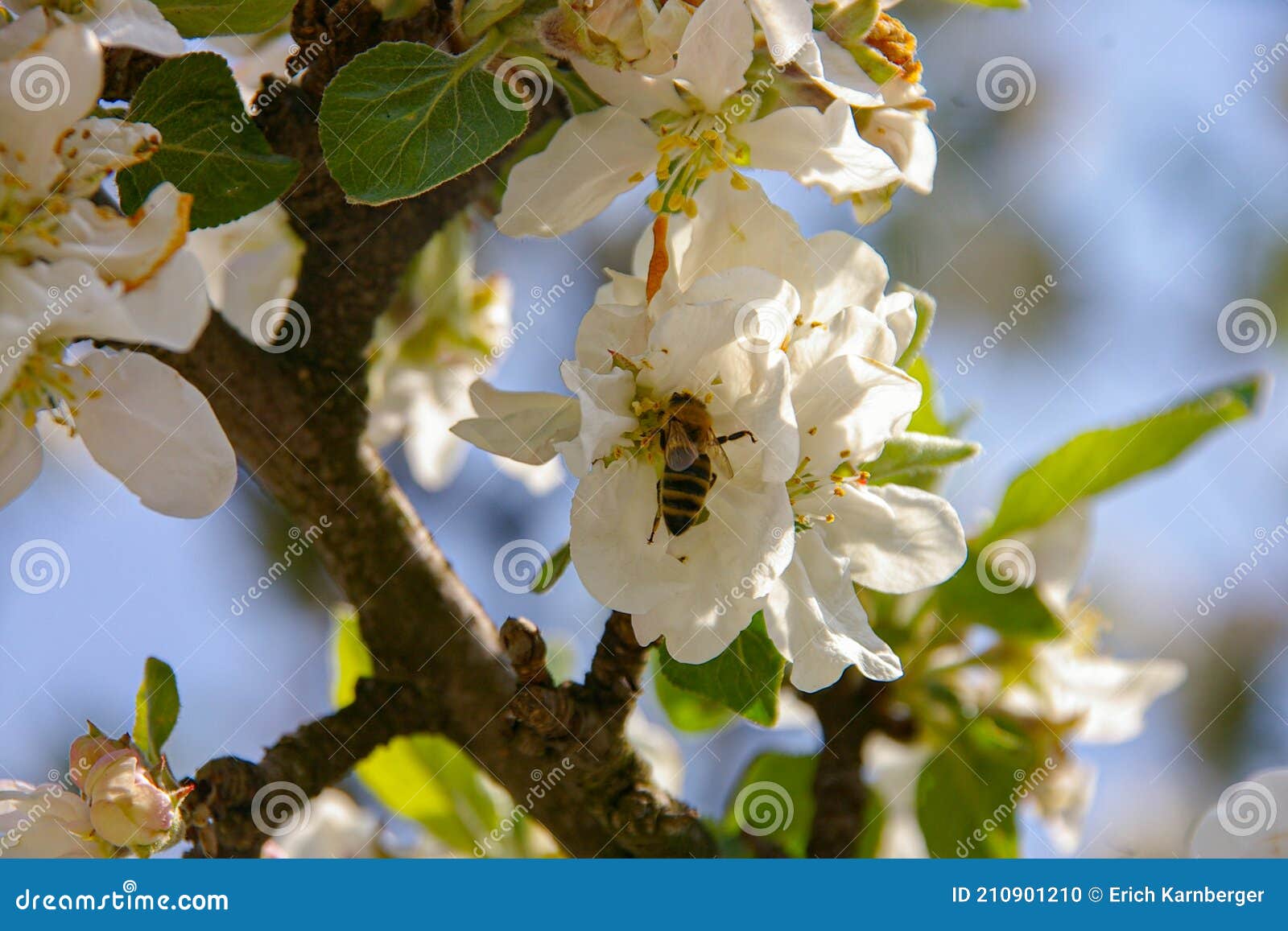 Bee on an Apple Tree Blossom Stock Photo - Image of flora, blooming ...