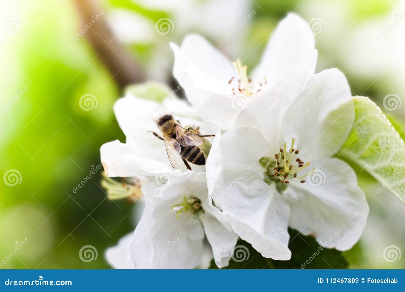 Bee on the Apple Tree Flowers Stock Image - Image of nature, tree ...
