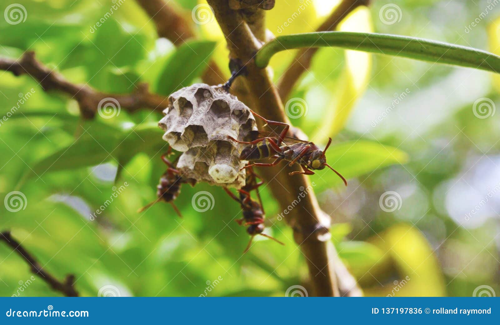 Bee army stock photo. Image of three, home, making, army - 137197836