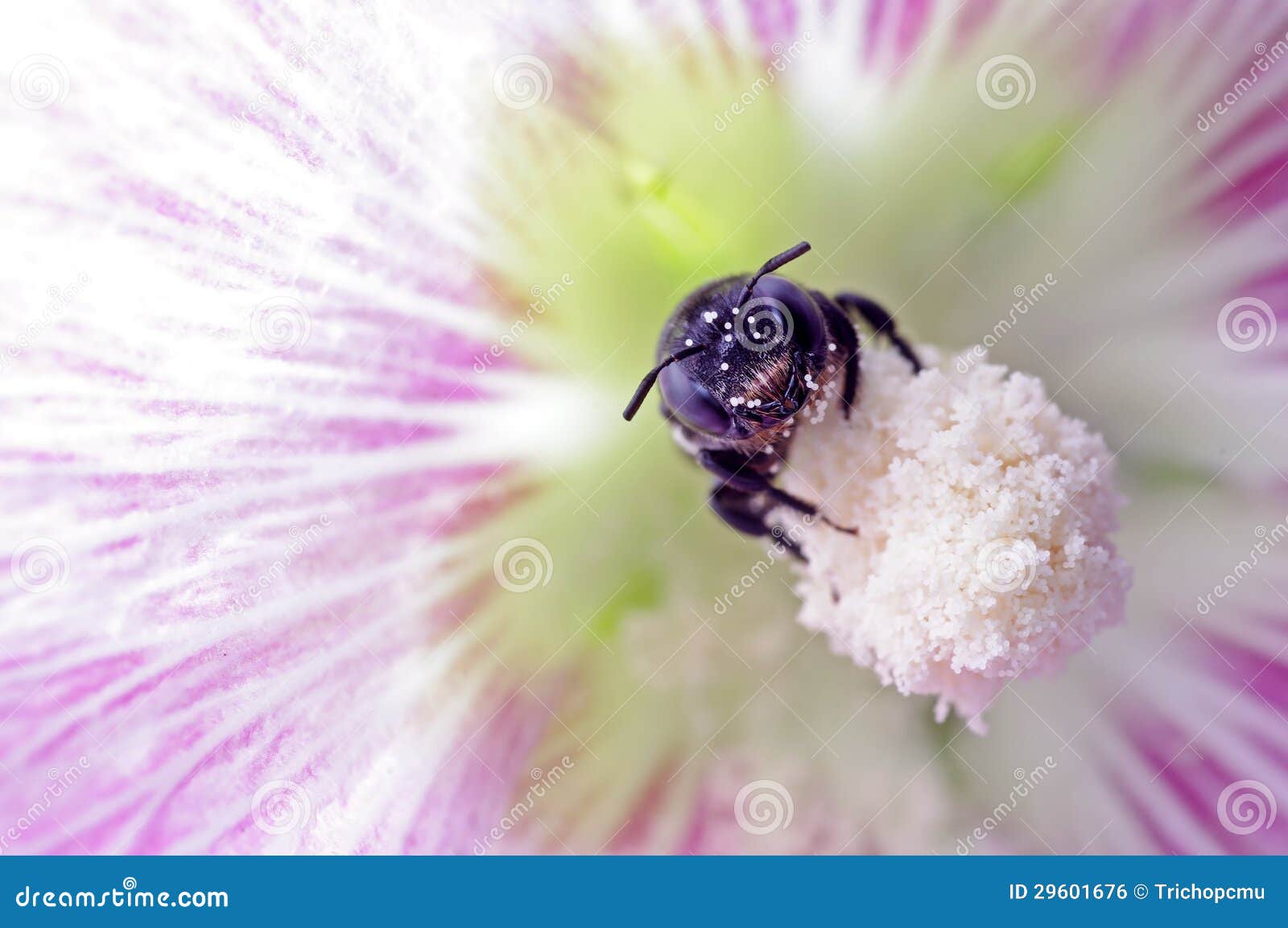 Bee as a pollinator stock photo. Image of pollinator - 29601676