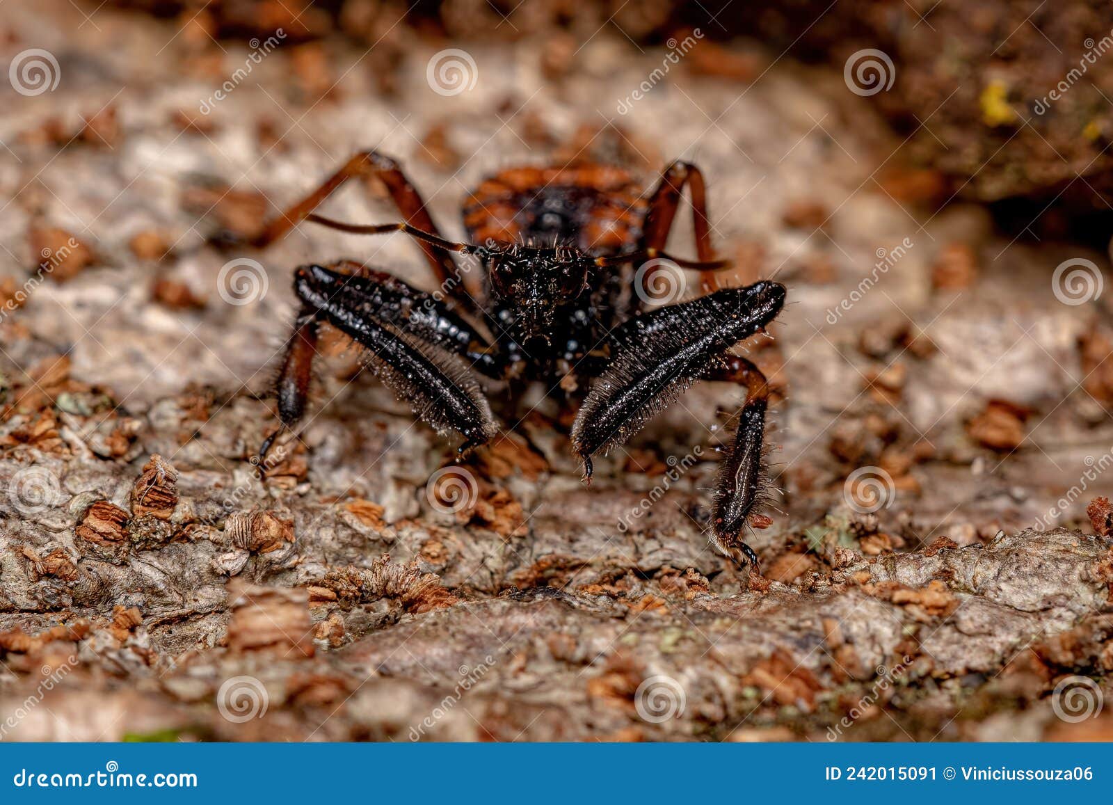 Bee Assassin Bug Nymph stock image. Image of predator - 242015091