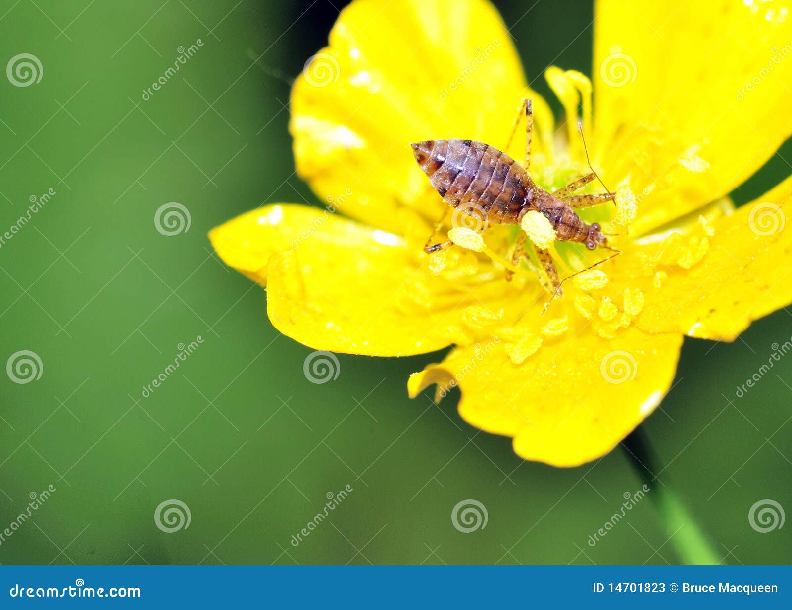 Bee Assassin Nymph stock image. Image of close, pest - 14701823