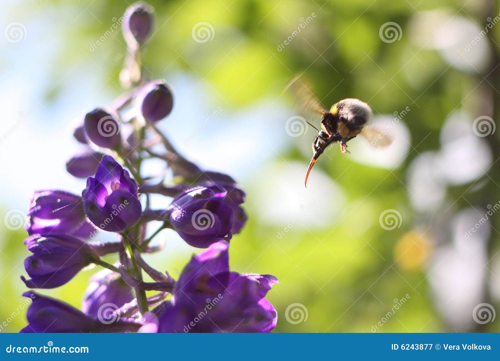 Bee attack stock image. Image of pick, pink, attack, green - 6243877
