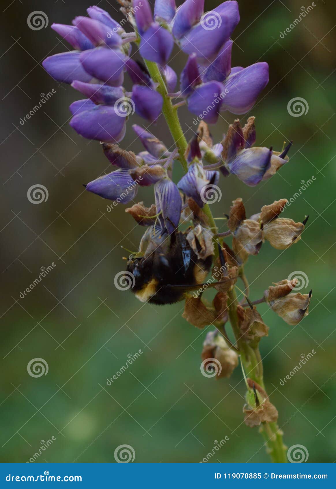 Bee Attacking the Flower for Some Honey Stock Image - Image of amazing ...