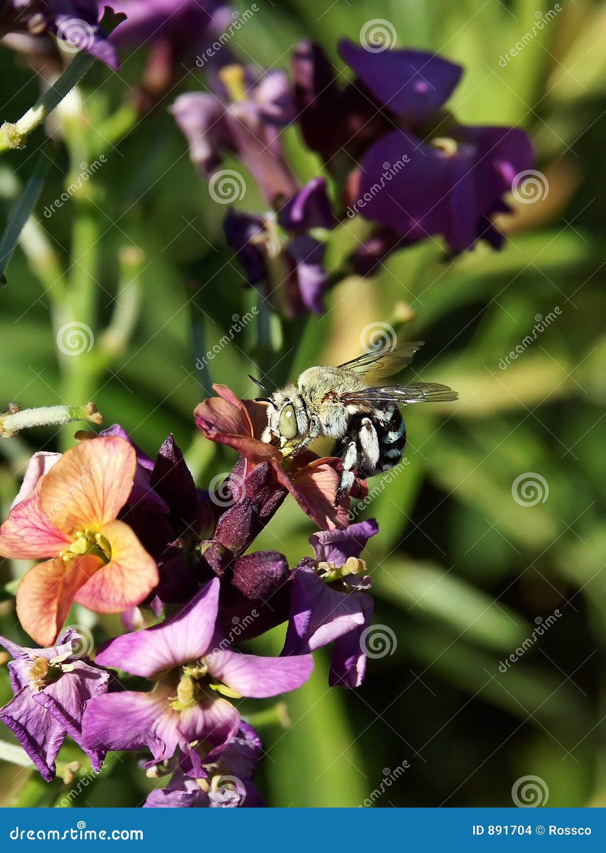 Bee Australian Blue Banded stock photo. Image of purple - 891704