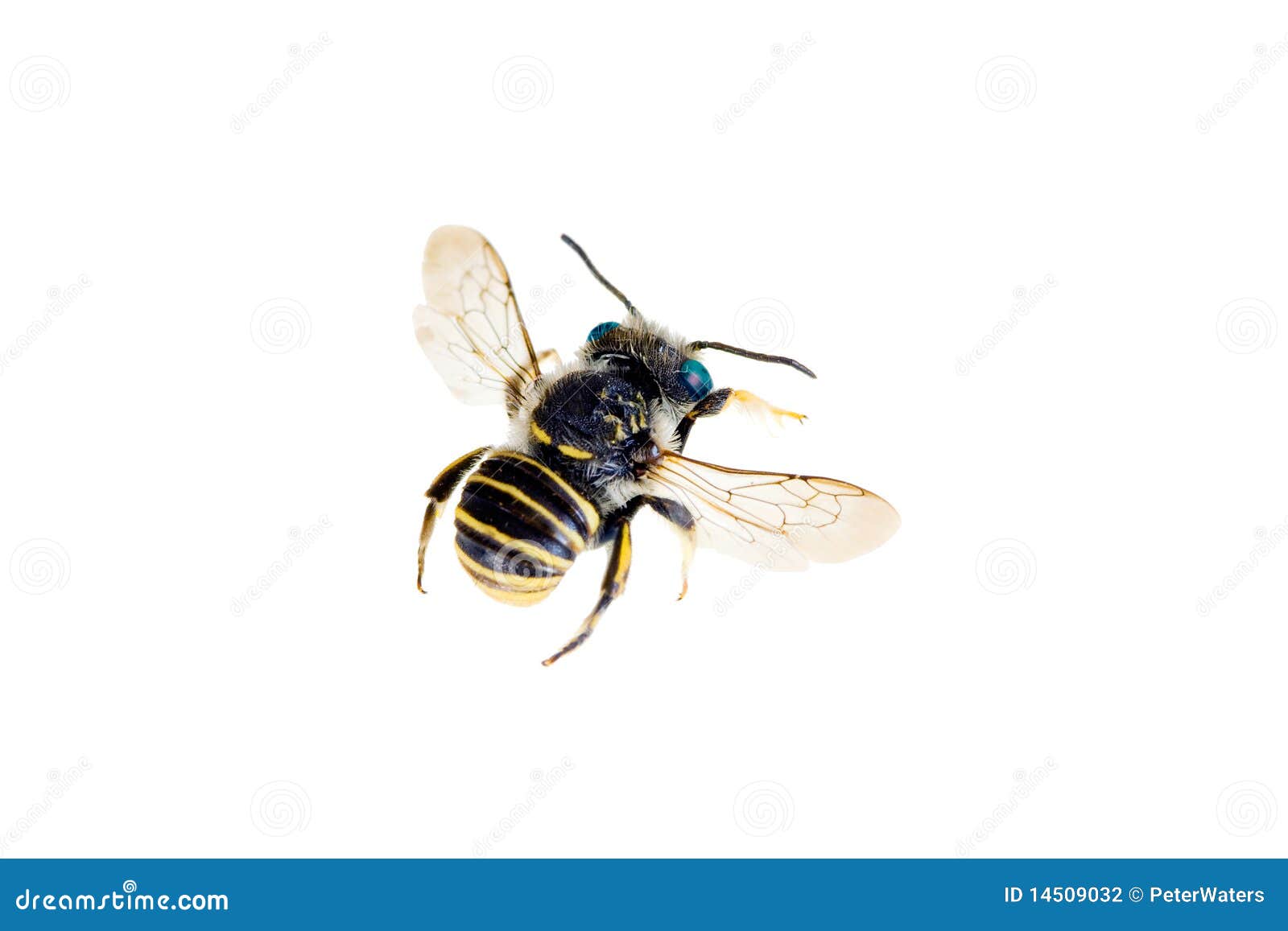 Bee, Australian Native Species Stock Photo - Image of australia, insect ...