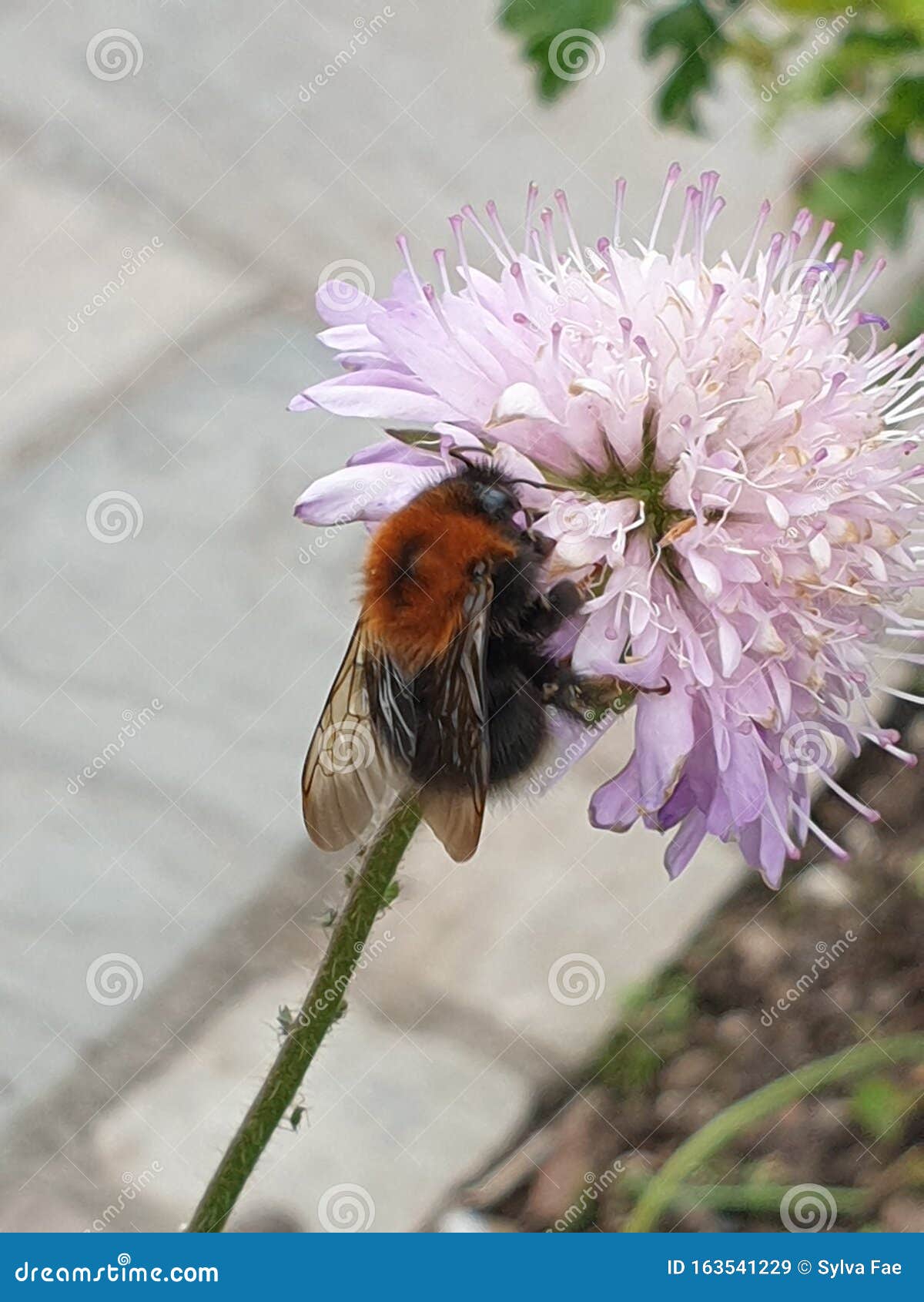 Bee-autiful stock image. Image of countryside, feeding - 163541229
