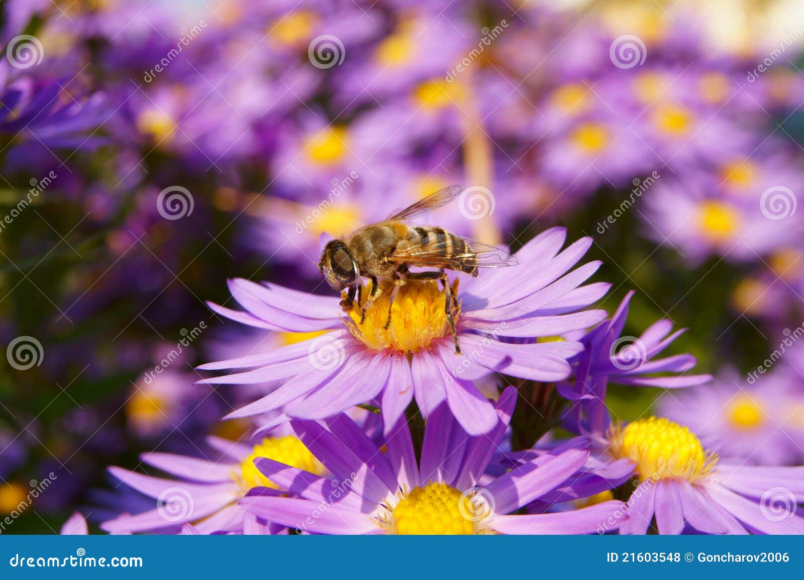 Bee on the Autumn Flowers stock photo. Image of pollination - 21603548