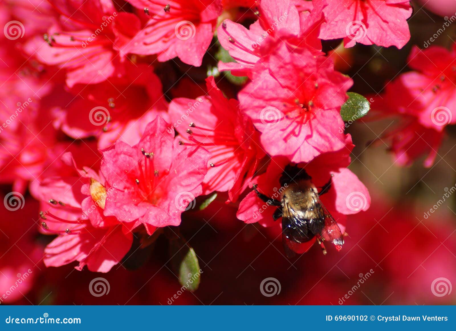 Bee stock photo. Image of insect, azalea, honey, spring - 69690102