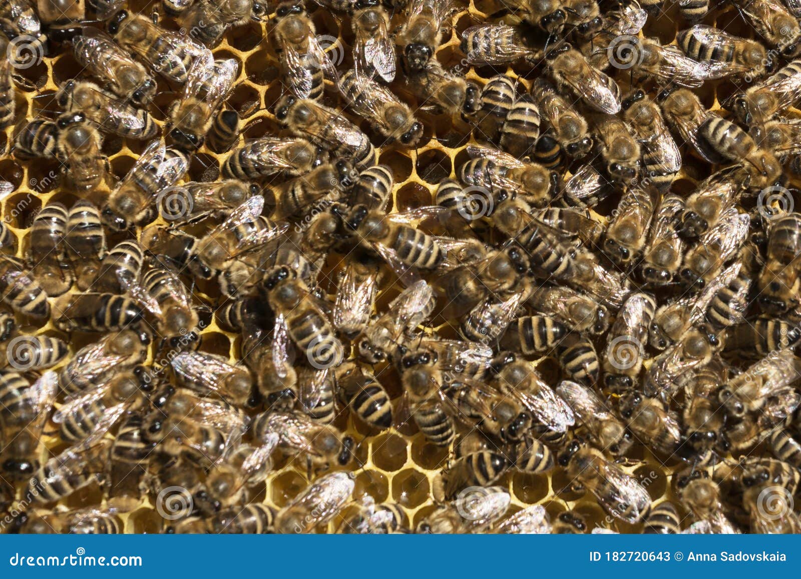 Bee Background, Close Up Image of Plenty of Bees Stock Image - Image of ...