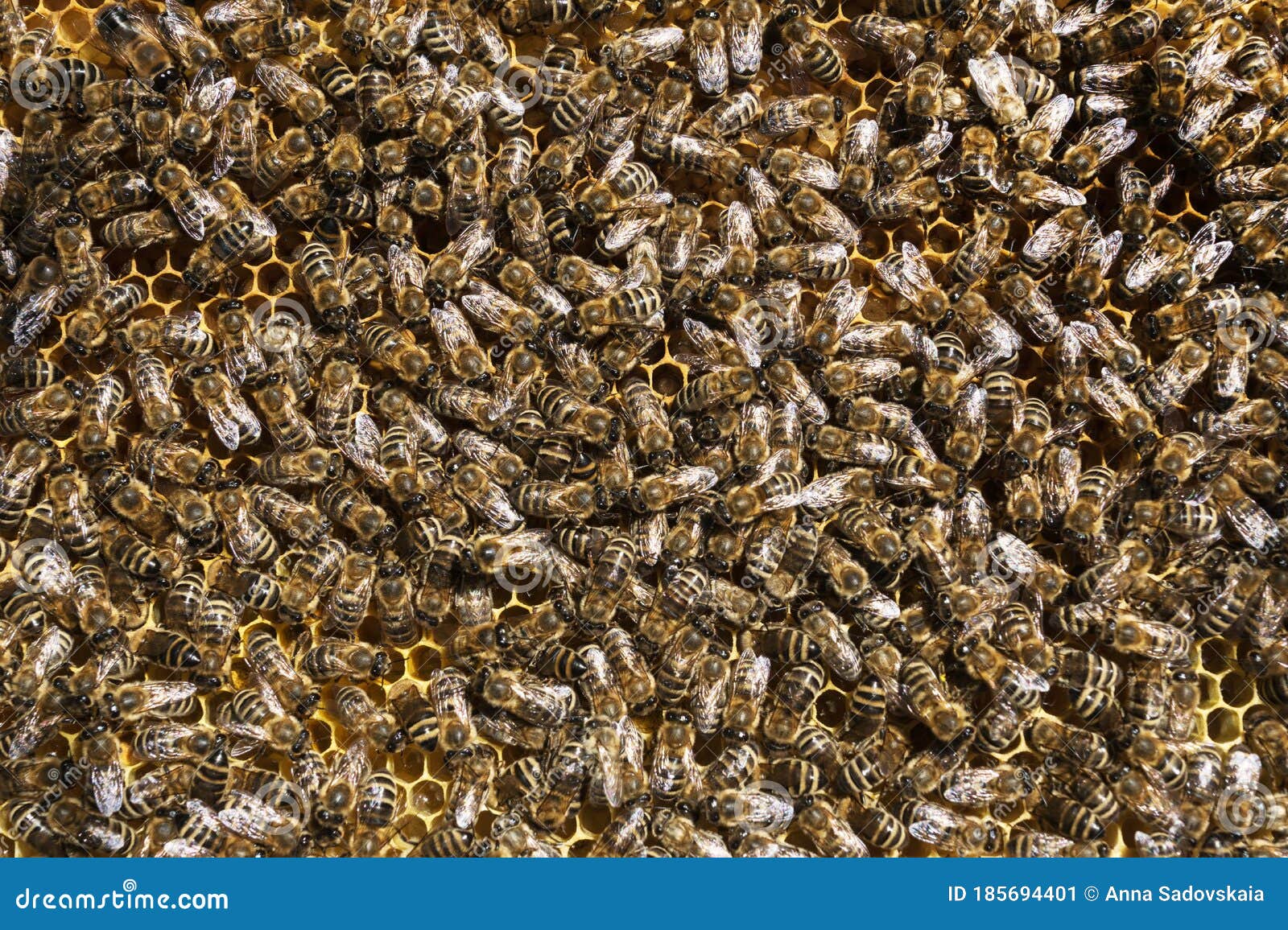 Bee Background, Close Up Image of Plenty of Bees in Frame from Hive ...