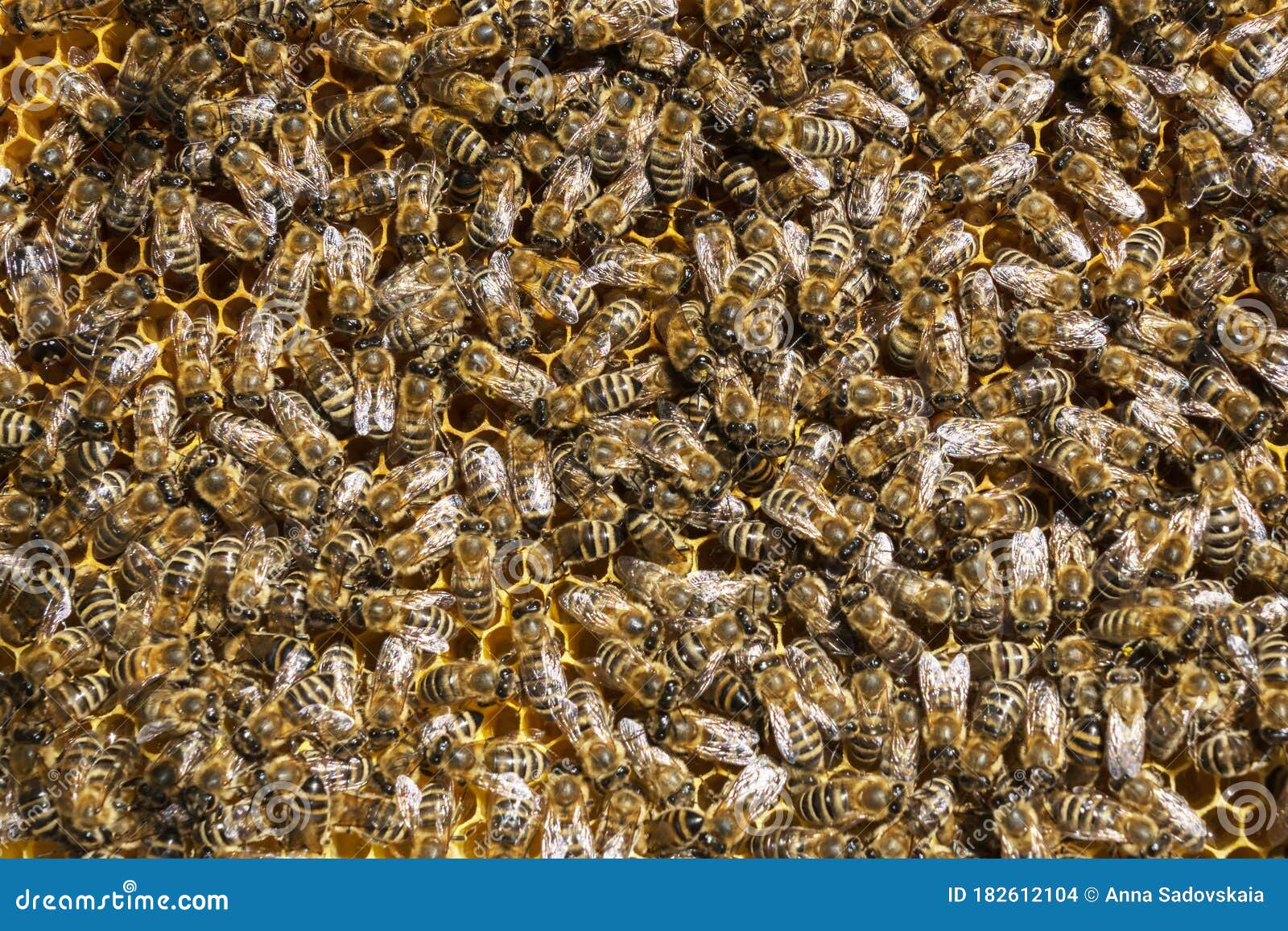 Bee background stock photo. Image of swarm, crowded - 182612104
