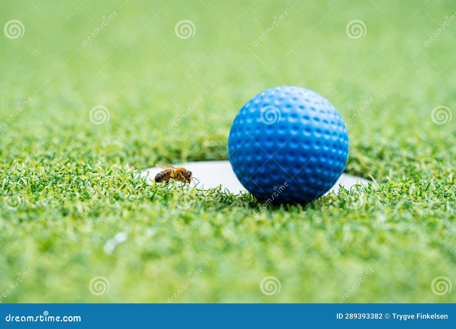 Bee Balancing on the Hole of a Golf Course.. Stock Photo - Image of ...
