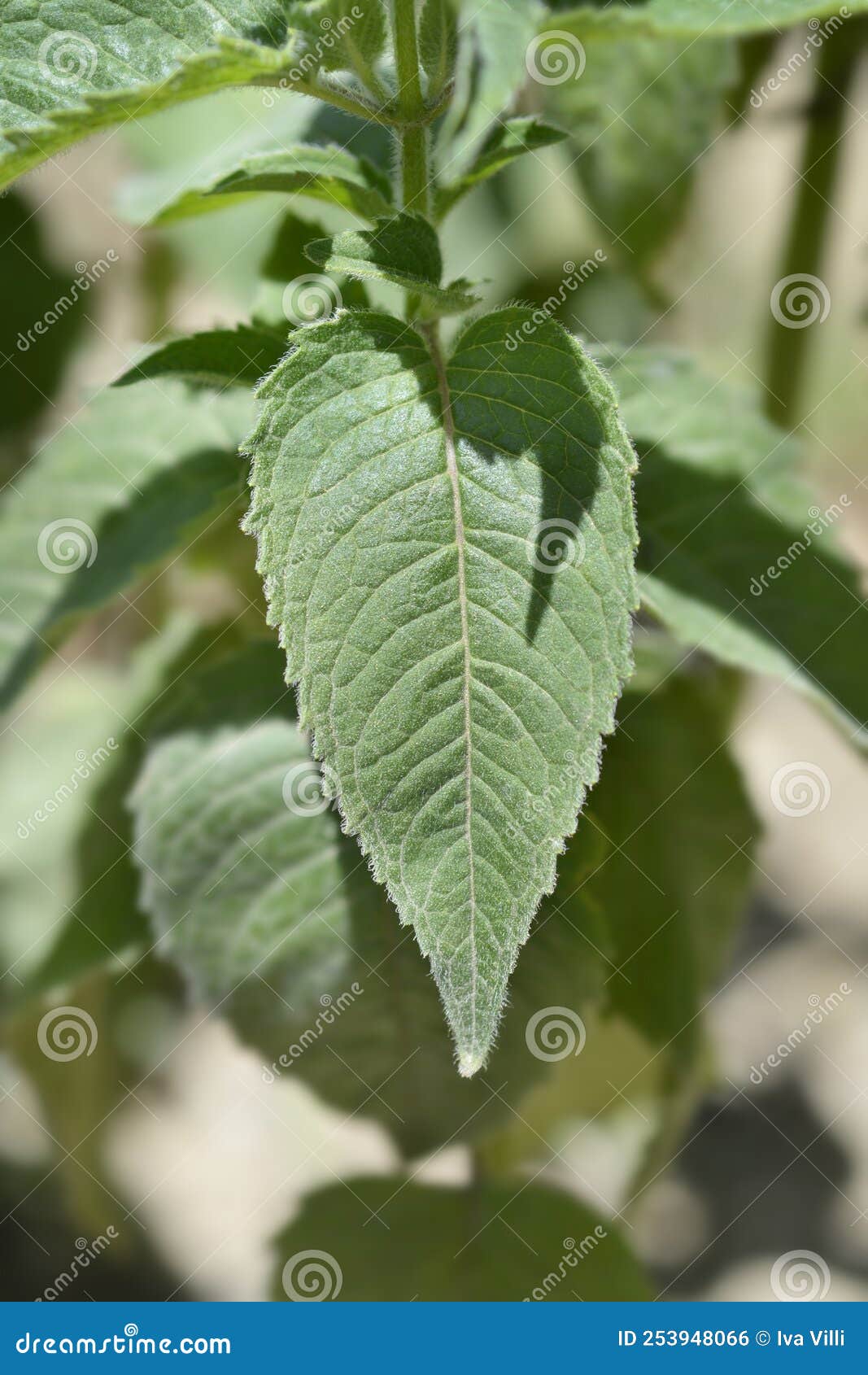 Bee balm stock photo. Image of outdoors, nature, balm - 253948066