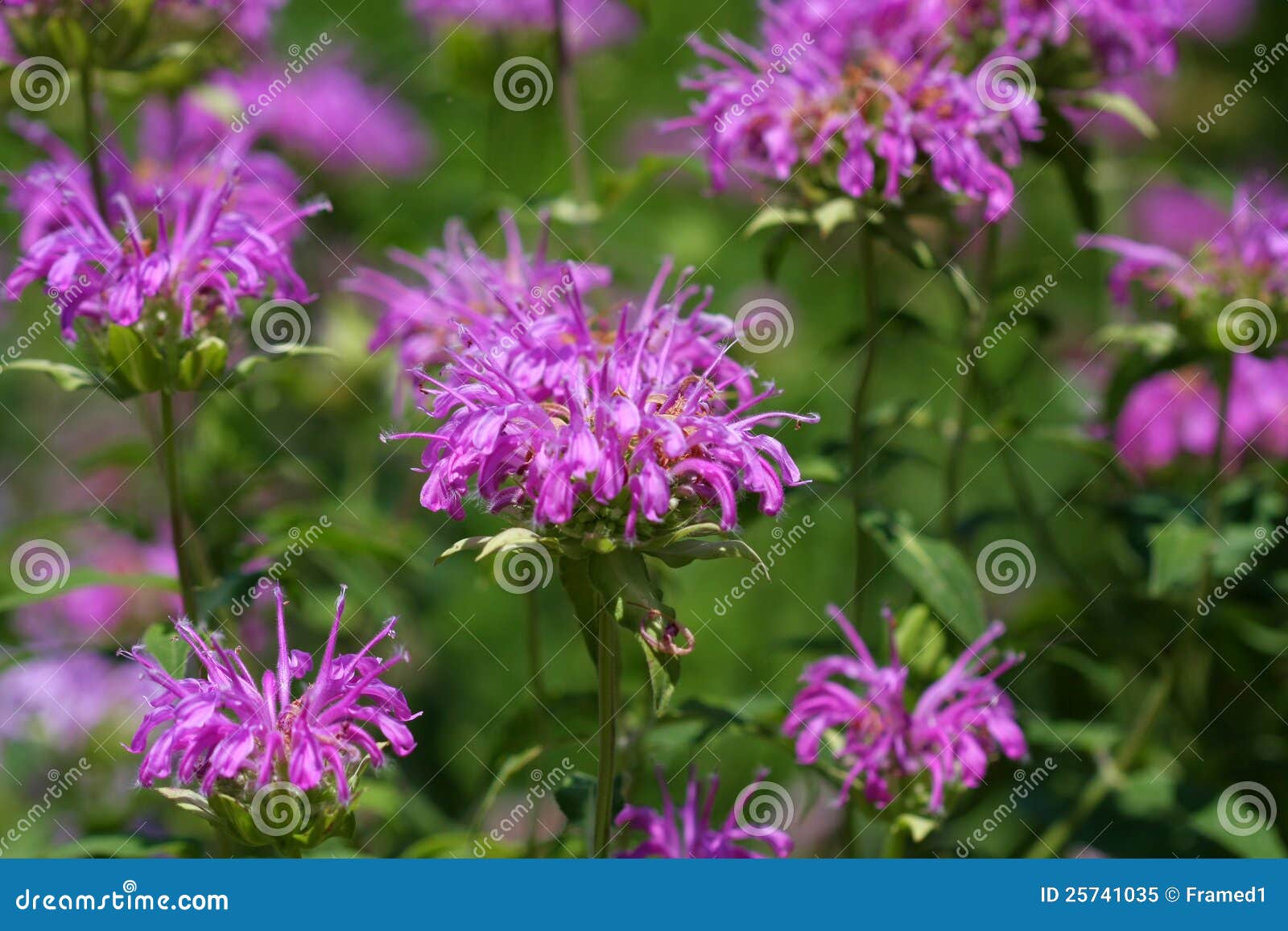 Bee Balm flower stock image. Image of field, animal, colour - 25741035