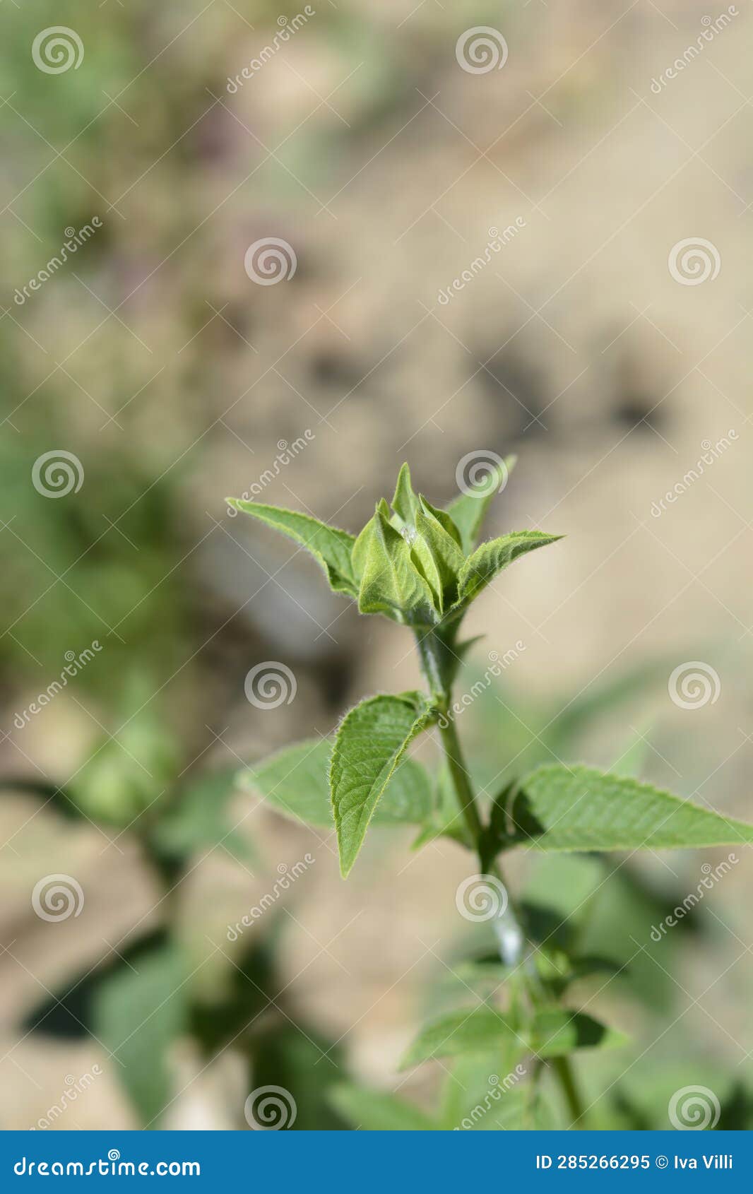 Bee balm stock image. Image of garden, didyma, flower - 285266295
