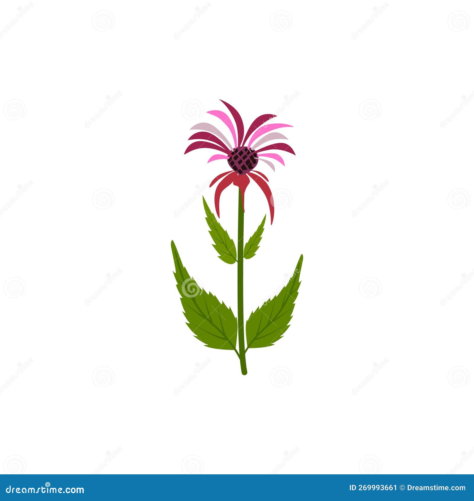 Bee balm stock vector. Illustration of bloom, didyma - 269993661