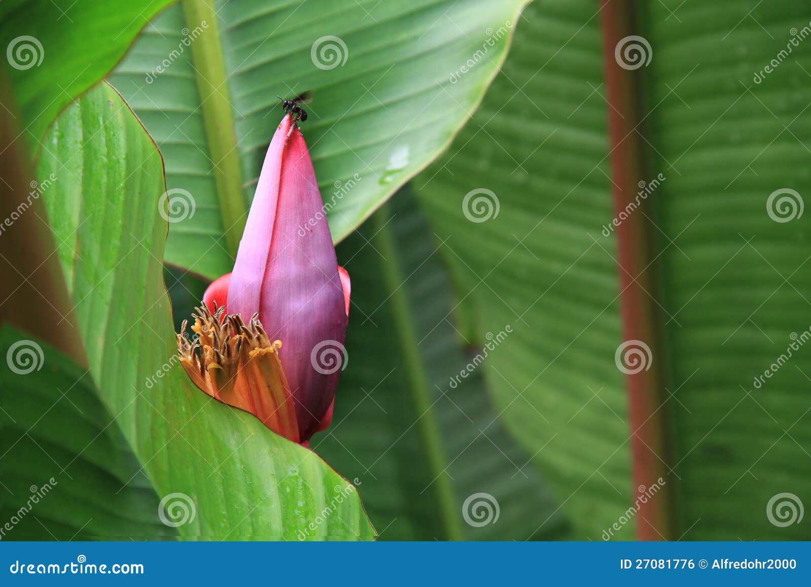 Bee and a Banana Flower (Musaceae) Stock Photo - Image of tapanti ...