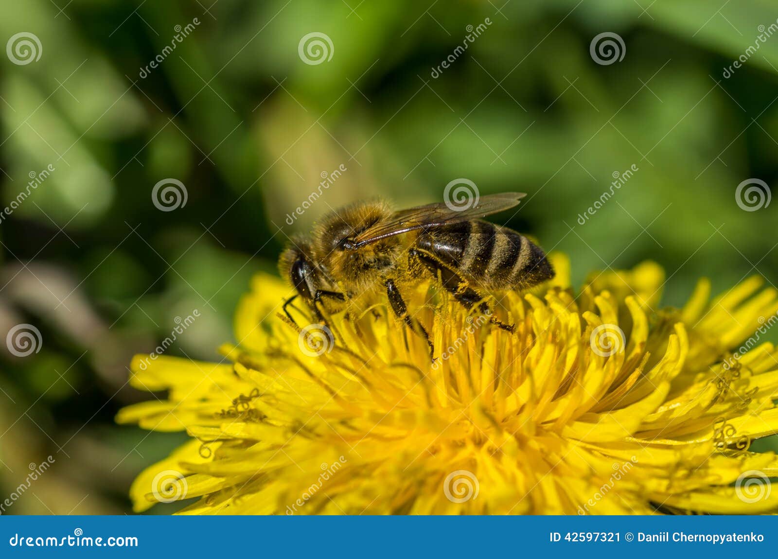 Bee, Bathing in First Rays of the Sun Stock Image - Image of animals ...