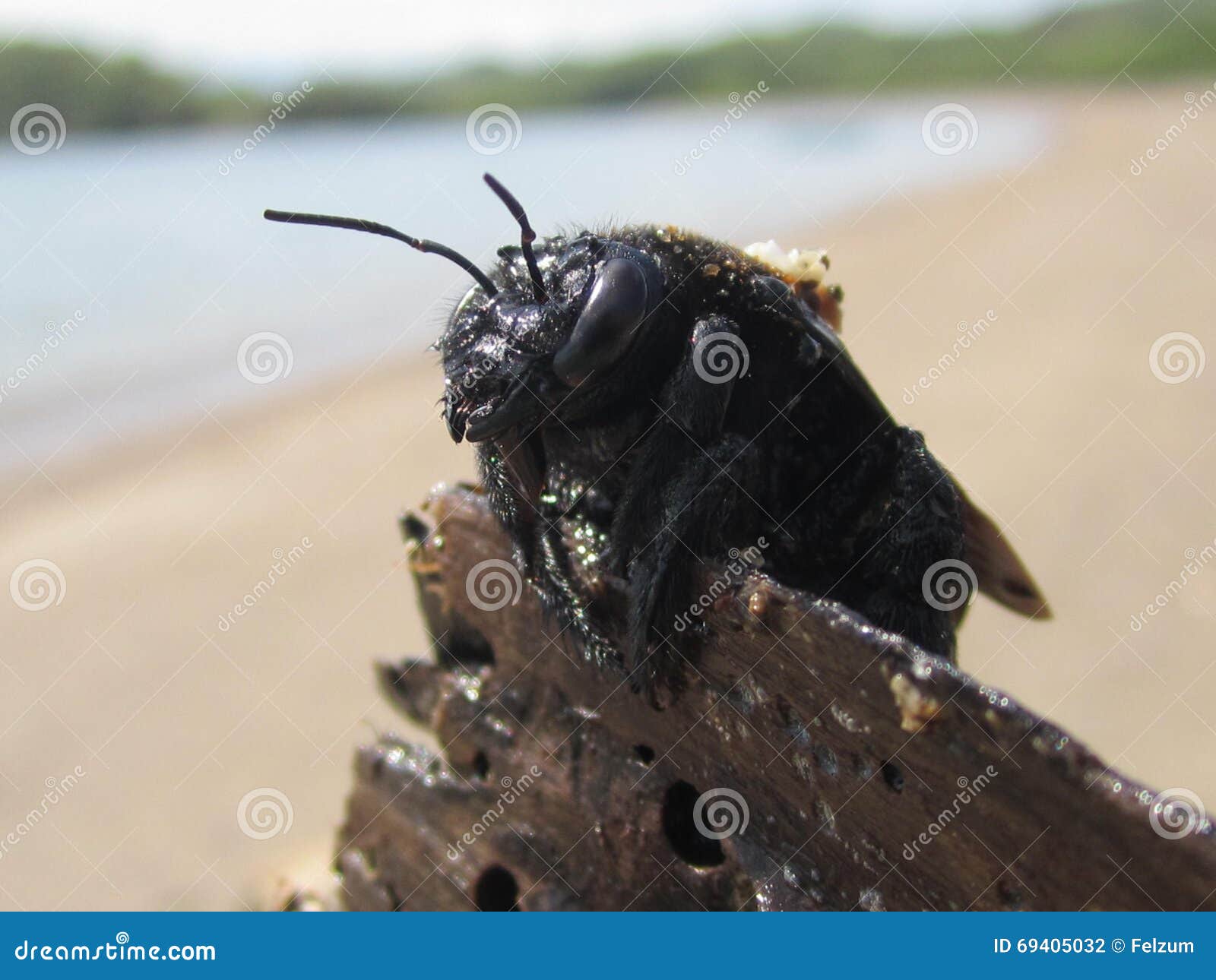Bee stock photo. Image of nature, animals, pest, ocean - 69405032
