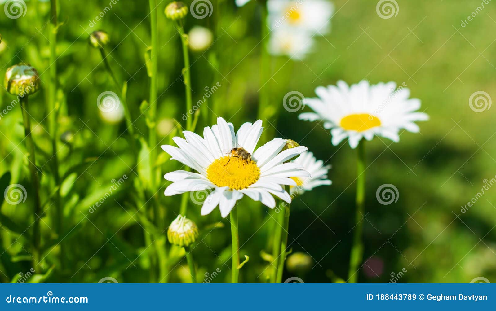 Bee on Beautiful Daisy in the Forest Stock Image - Image of background ...